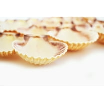 Set of 50 Real Baking Scallop Shells (3 1/2"-3 7/8") for Cooking ...