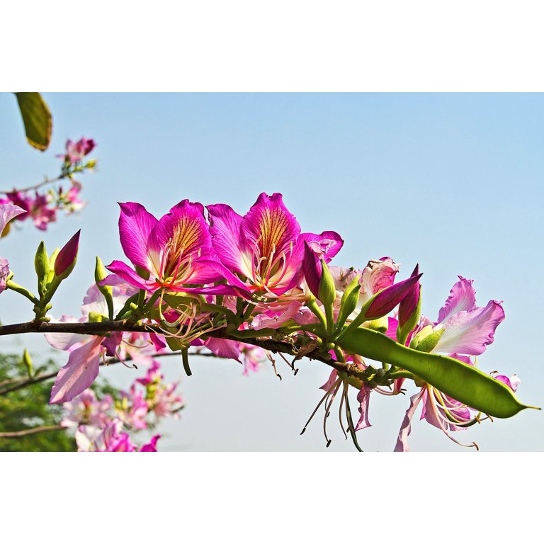 Butterfly Tree Bauhinia