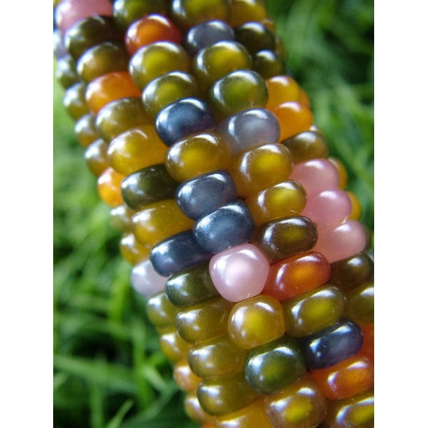 Rare Glass Gem Indian Corn Seeds - 40+ Seeds - Vibrant Translucent ...