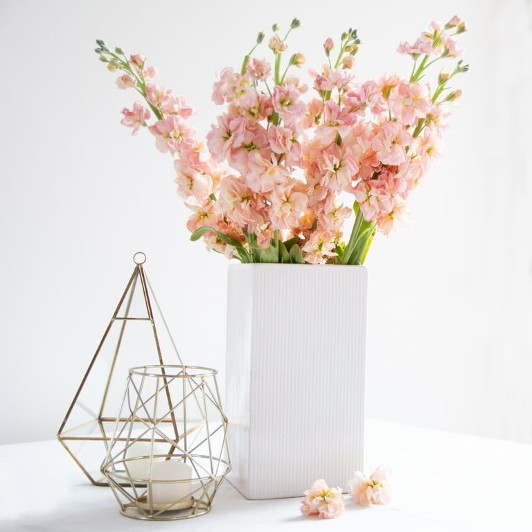 Apricot Stock Flower