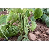 50 Seeds NAVY BEAN Michigan Pea White Phaseolus Vulgaris Soup Vegetable ...