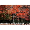 25 SUGAR MAPLE Syrup TREE Native Rock Fall Color Acer Saccharum Seeds ...