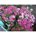 500 DOUBLE DEUCES GODETIA Grandiflora Clarkia Amoena Mixed Colors ...