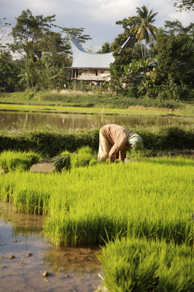 Woman Planting Rice Poster Print 12 X 19