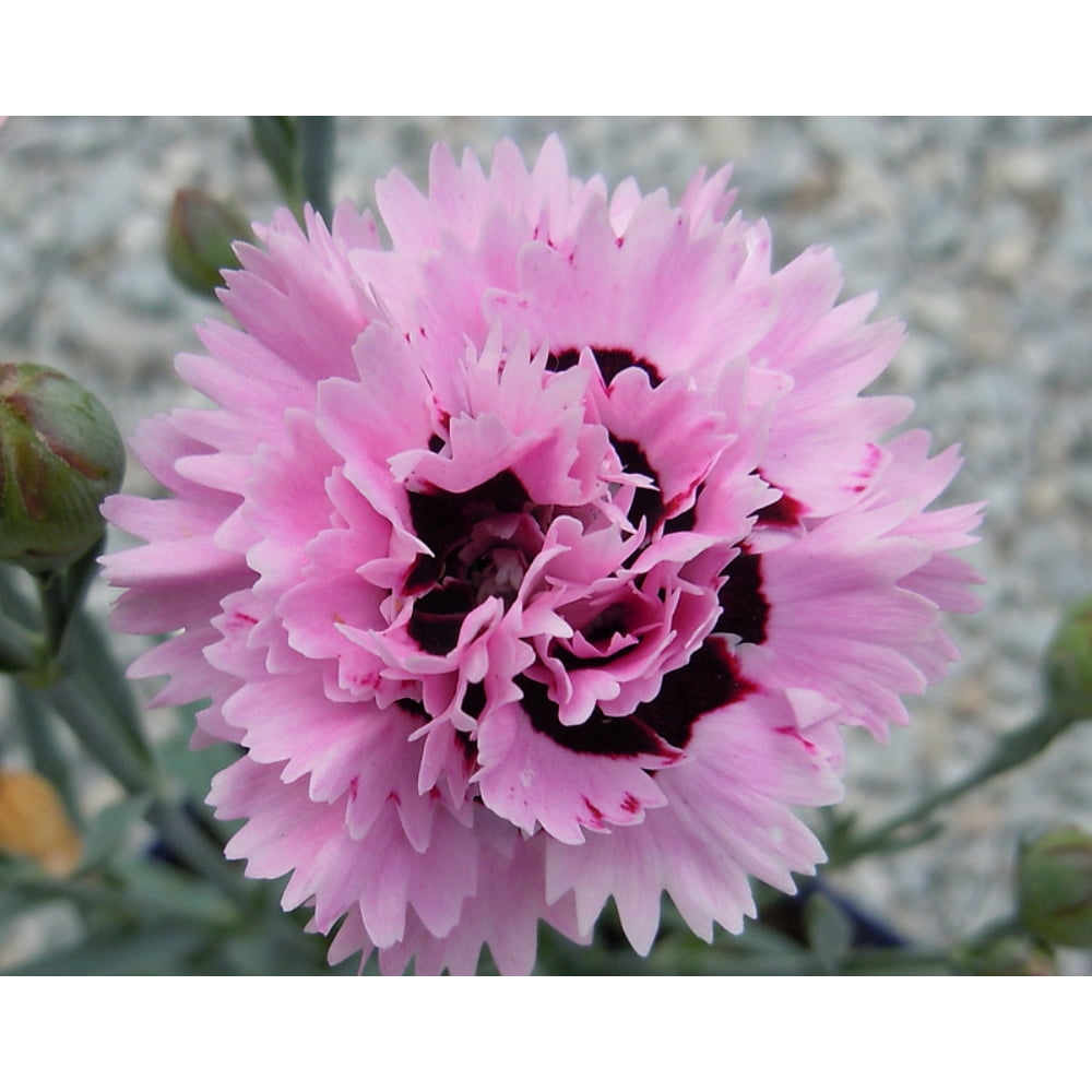 Early Bird Fizzy Dianthus - Cottage Pinks - Fragrant/Hardy Groundcover ...