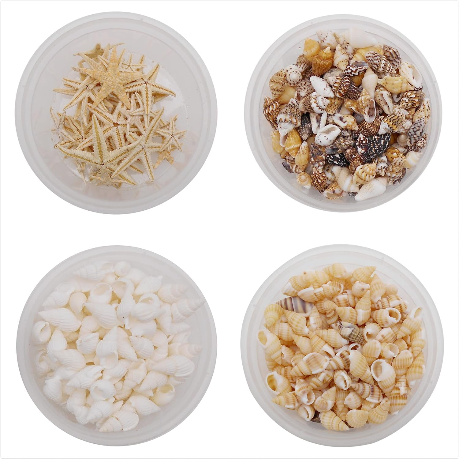 yaokan 510pcs Mixed Tiny Sea Shell Starfish Ocean Beach Spiral ...