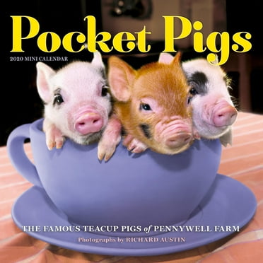 Pocket Pigs Mini Wall Calendar 2019: The Famous Teacup Pigs of ...