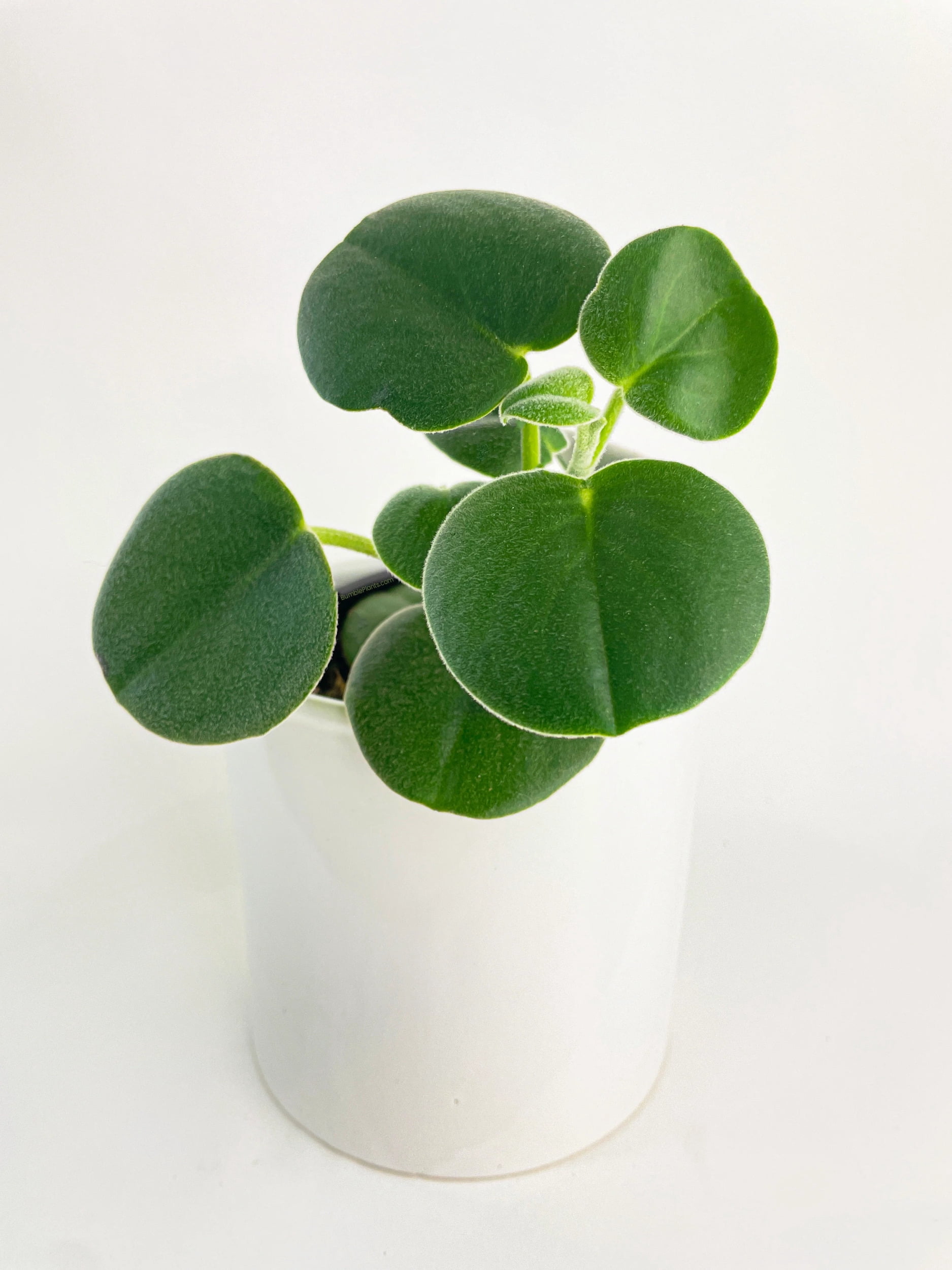 Peperomia Incana Fuzzy 'Felted Pepperface' - Walmart.com