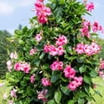 3 Pink Mandevilla Plants Live, 5-10” Tall Flowering Mandevilla Vines ...