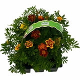 Expert Gardener (6 Pack) Marigolds Assorted Colors Live Plant Grower ...