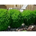 Outdoor Baby Gem Dwarf Boxwood Buxus - Live Evergreen Hedge Shrub | Low ...
