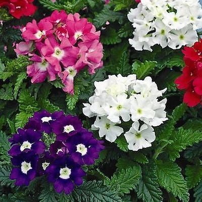 White Verbena Flower