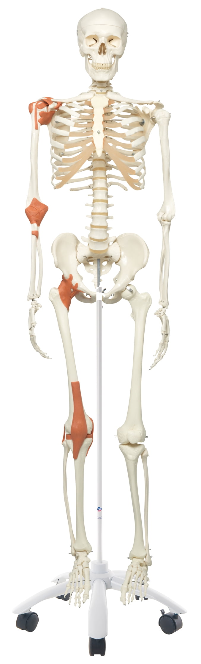 Anatomical model: Leo the ligament skeleton W/ pelvic on roller stand ...
