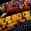 100 Seeds Colorful Ornamental INDIAN CORN WAMPUM Zea Mays Vegetable ...
