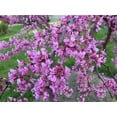 Eastern Redbud Tree Seedlings for Planting - Amazing Pink Spring ...