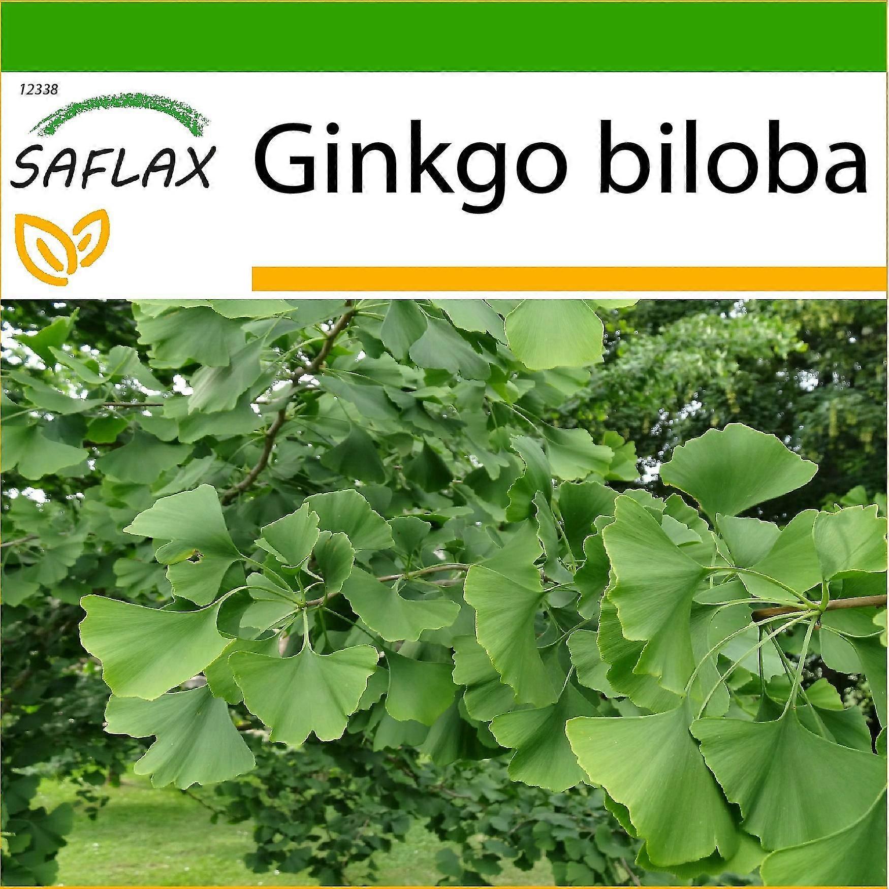 - 4 S - With - Enh Tree - Ginkgo - Albero Dei Agli - Rbol De Los ...
