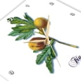 3drose, Fig, Botanical Print of Fig Fruits on a Branch, 15x15 Wall ...