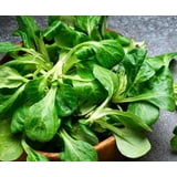 TomorrowSeeds - Dutch Corn Salad (Mache or Lamb's Lettuce) Seeds - 1500 ...