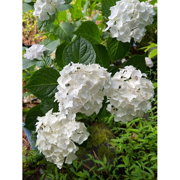 Blushing Bride Endless Summer Hydrangea 3 Gallon Pure White Semi-Double ...