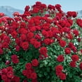 Heirloom Roses - Live Oh My!™ Floribunda Rose Bush with Fresh Flowers ...