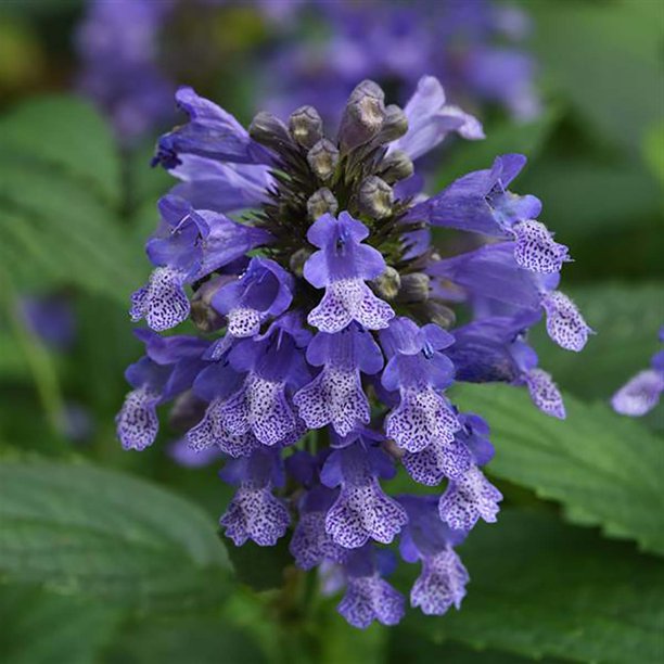 Prelude™ Purple Catmint Perennial - Nepeta subsessilis - Quart Pot ...