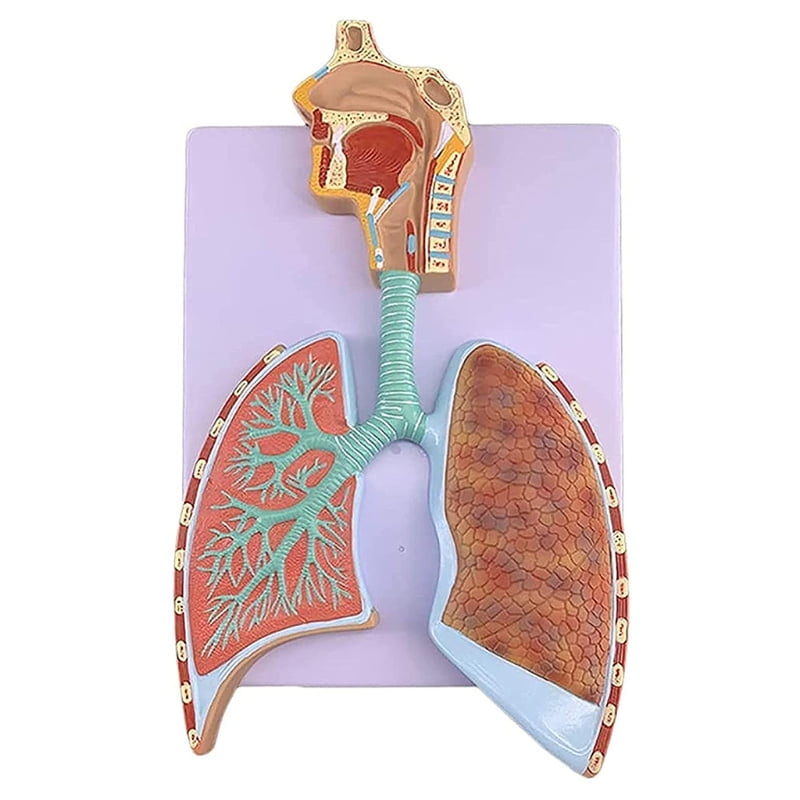 Human Respiratory System Model