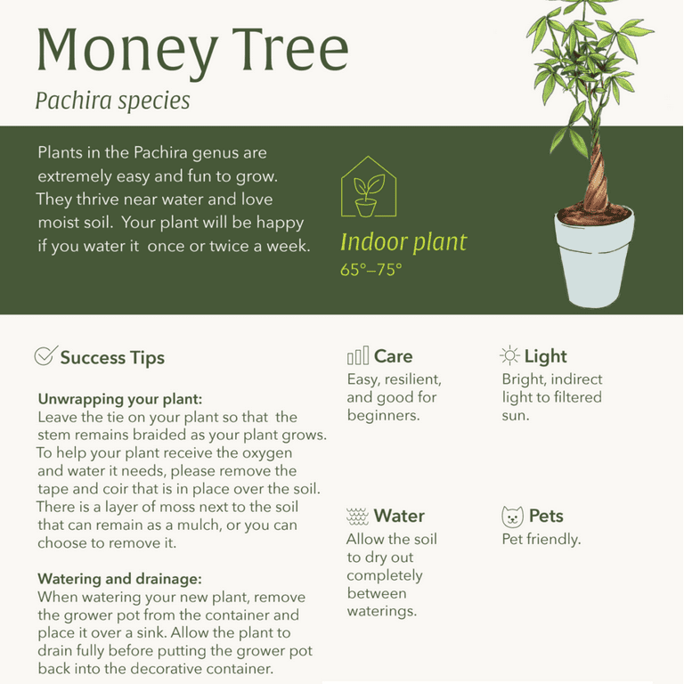 Tree Carr Cashback