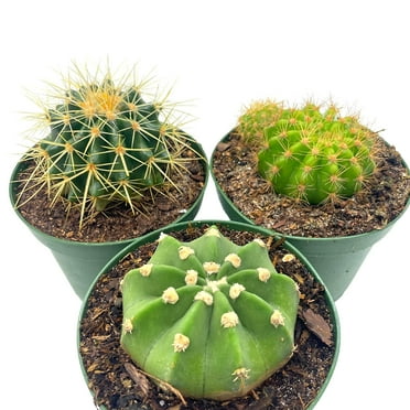 Column Cactus Assortment, 4 inch Set of 3, Silver Torch, Blue Column ...