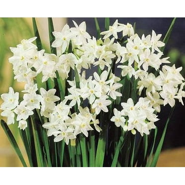 10 'Ziva' Paperwhites Flower Bulbs 14/15cm Bulbs - Walmart.com