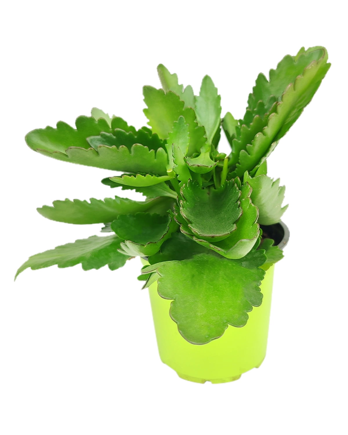 Kalanchoe blossfeldiana 'Calandiva Yellow' ( No Flower 4" Minimalist ...