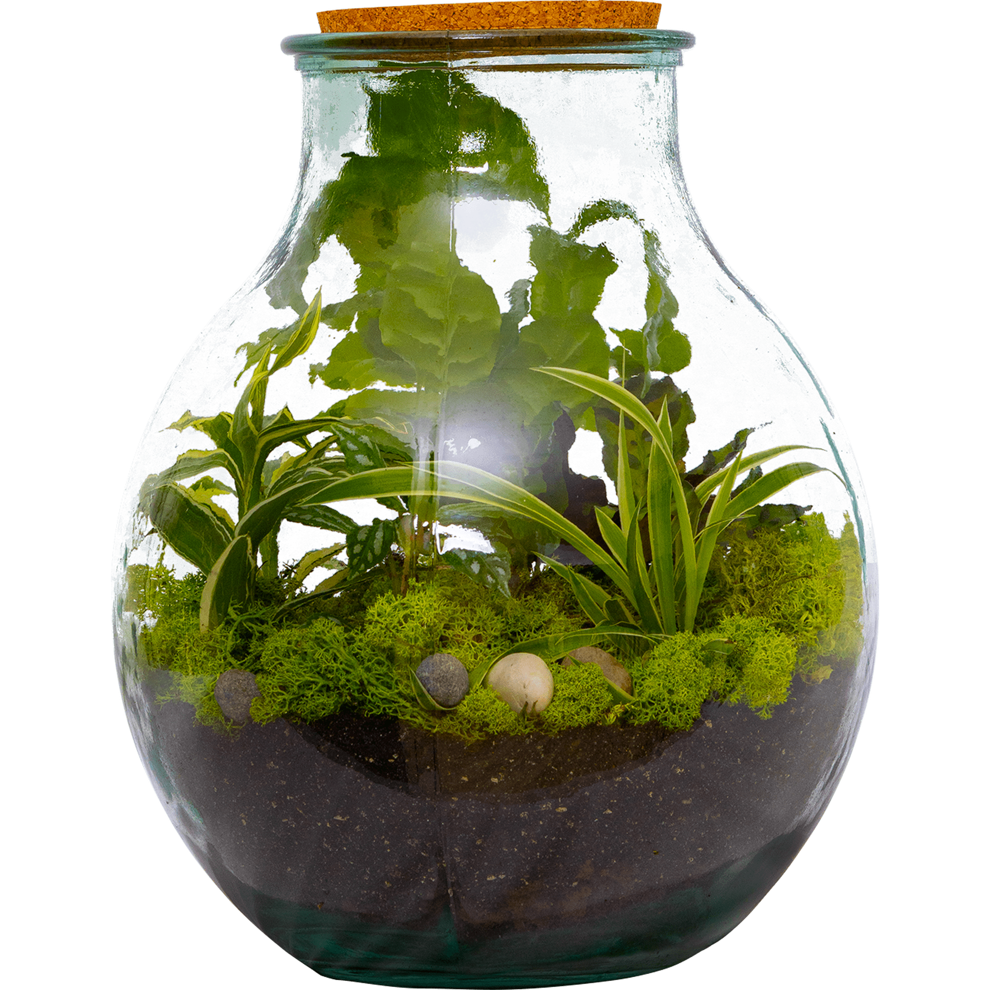 Click here for Plantsome Boris The Terrarium L prices