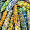 Glass Gem Corn Seeds - 75 Seeds - Beautiful Rainbow Colored Heirloom ...