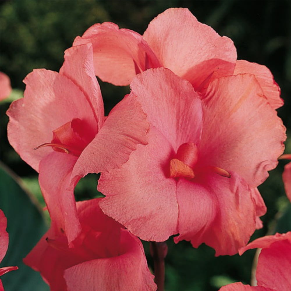 Dwarf Pfitzer's Chinese Coral Canna Rhizome - 2/3 eyes - Walmart.com