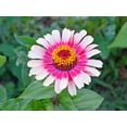 Seedville USA, 50 Carousel Mix Zinnia Seeds, Bicolor Whirligig Flowers ...