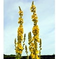 Earthcare Seeds, Great Mullein 1500 Seeds, Verbascum Thapsus, Heirloom ...
