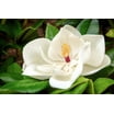 20 TRUE MYRTLE Myrtus Communis aka Common & Sweet Myrtle Fragrant White ...