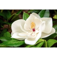 20 TRUE MYRTLE Myrtus Communis aka Common & Sweet Myrtle Fragrant White ...