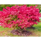 10 Dwarf Burning Bush Plants 5-10" Tall Hardy Euonymus Alatus Shrub ...