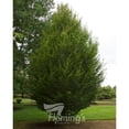 RedCrocus European Hornbeam 'Fastigiata'- Densely Foliage ...
