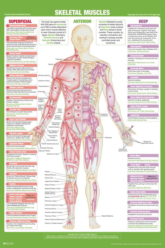 Laminated Skeletal Muscle Anterior Anatomy Chart Human Body Skeleton ...