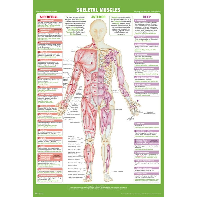 Medical Body Diagram
