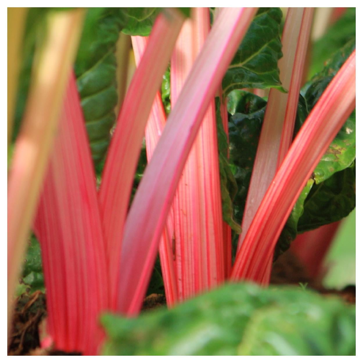 Everwilde Farms - 1 oz Flamingo Swiss Chard Seeds - Gold Vault Bulk ...