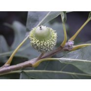 White Oak Tree Seeds for Planting | 5 Big Healthy Seeds | White Oak is ...