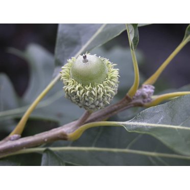 White Oak Tree Seeds for Planting | 5 Big Healthy Seeds | White Oak is ...