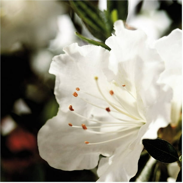 Encore Azalea Autumn Angel (2 Gallon) White Flowering Shrub - Full Sun ...