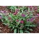 Raspberry Splash Lungwort Perennial - Pulmonaria - 4" Pot - Walmart.com