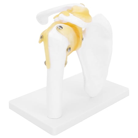 Shoulder Blade Model, Flexible Safe PVC Shoulder Joint Model for Model ...