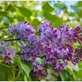 50 Violets Lilac Seeds Extremely Fragrant Syringa Villosa Tree Lilac ...