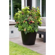 Tutti Frutti Apricot Delight Yarrow - Achillea for Sun Lovers - Garden ...