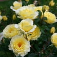 Heirloom Roses White Rose Bush - White Licorice™ Floribunda Rose Plants ...